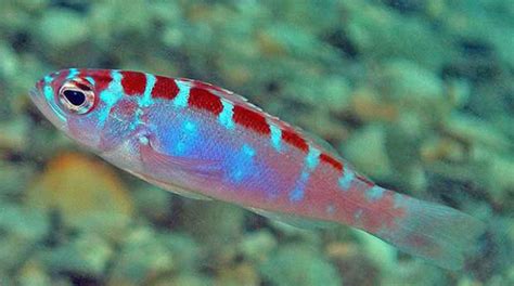 Un pez cambia de sexo 20 veces al día Los Tiempos