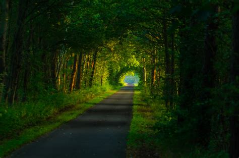 Wallpaper Trees Light Shadow Grass Nikon Shadows Path Touch