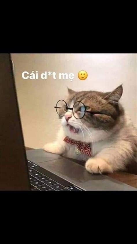 Ghim của Nhi Hoang trên Cmt Hài hước Hình vui Meme