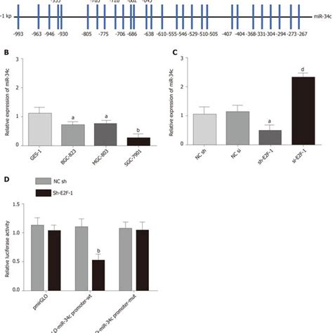 E2f Transcription Factor 1 Promotes The Proliferation And Inhibits The