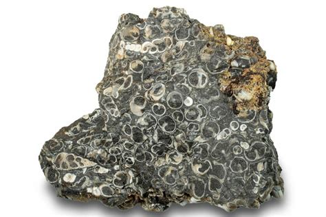 34 Fossil Freshwater Snails Elimia In Limestone Wyoming 249009