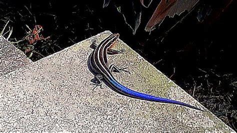 Plestiodon Elegans Flickr