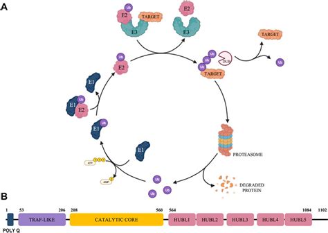 Frontiers Highlights In Usp7 Inhibitors For Cancer Treatment