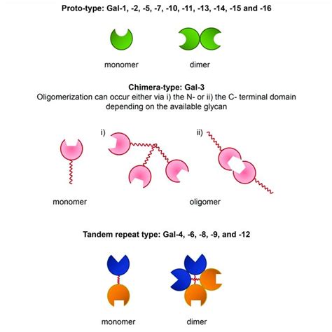 Prototype Chimera And Tandem Repeat Type Galectins And Their Modes