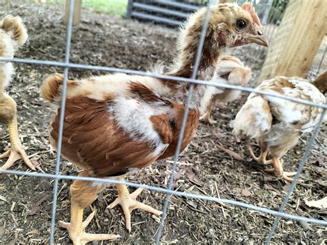 What Breeds Do We Think These Are Also Opinions On Sex R Chickens