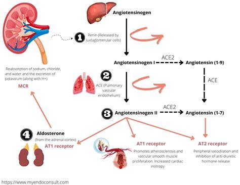 Evaluation Of Hyperaldosteronism An Algorithm Based Approach My