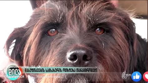 დიდი დიღმის ცხოველთ მოყვარულები მიუსაფარი ცხოველების უფლებების დასაცავად Facebook