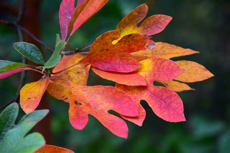 Common Sassafras Unique Leaf Shapes And Fall Color