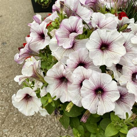 Easy Fruit Tree Pollination Guide Apple Plum Cherry And More