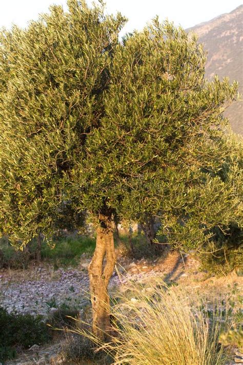 Olive Tree In Sunshine Rays Branch With Green And Blue Fruits Stock