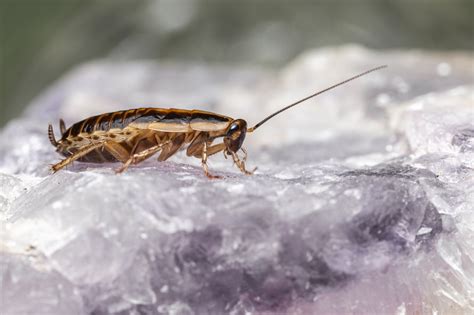 Flying Cockroaches In Singapore And How To Stop Them