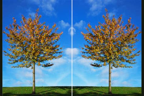 在 Linux 上复制和重命名文件 Linuxstory