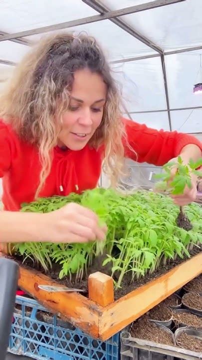 Красотка рассада у нас переросла за праздники сад дача Garden