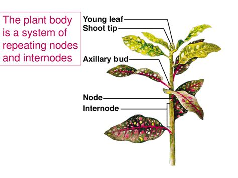 The Plant Body Chapter 3 January 20 And Ppt Download