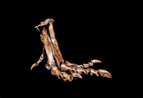 Tyrannosaurus Rex Foot Replica Skeletonsandskullssuperstore