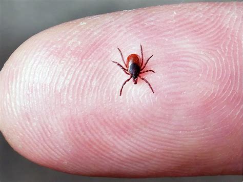 Deer Tick Identification Guglevil