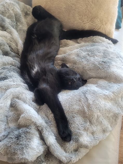 Mr Lebowski Aka The Dude Rblackcats