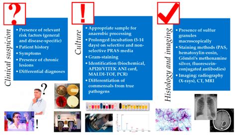 Actinomyces Pyogenes