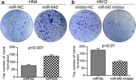 Mir 645 Promotes Single Cell Clone Proliferation A B Representative