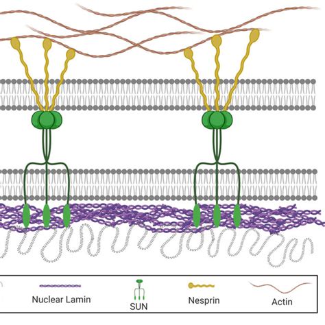Linker Of Nucleus And Cytoskeleton Linc Complex This Structure
