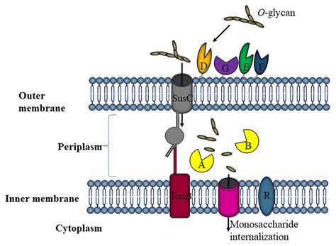 Frontiers Molecular Insights Into O Linked Glycan Utilization By Gut Microbes