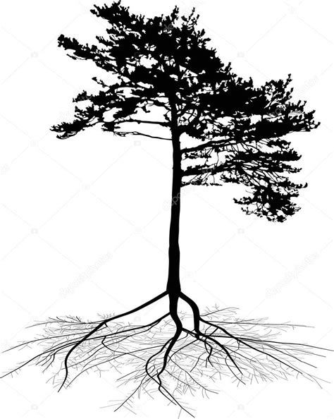 Pine Tree Silhouette With Roots