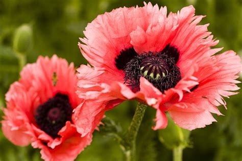 Papaver Orientale Turkenlouis Oriental Poppy