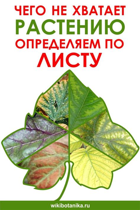 Чего не хватает растению Определяем по листу Cottage Garden Plants