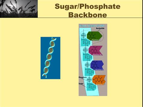 Ppt Dna Extraction Powerpoint Presentation Free Download Id 809958
