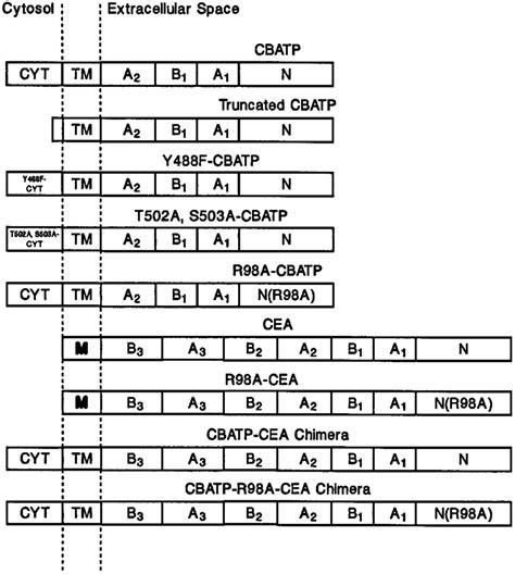 Schematic Diagram Of Wild Type Mutant And Chimeric Cbatp And Cea