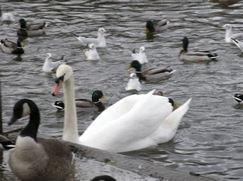Swan And Ducks Swan Duck