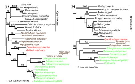 Plastid Targeted Solute Transporters Of Putative Host Origin In