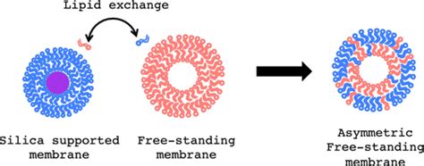 通过与脂质包覆二氧化硅纳米粒子交换产生不对称磷脂囊泡。langmuir X Mol
