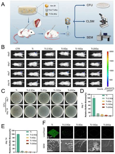 Systematic Evaluation Of The Antibacterial Effect Of Ti Ga Alloys In Download Scientific