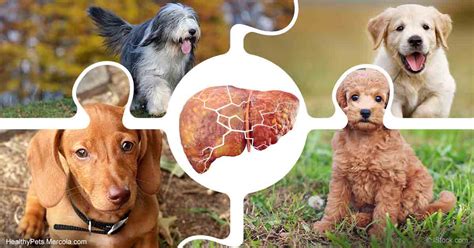 What Are The Symptoms Of Liver Shunt In Dogs