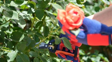 Cerca De Jardinero Con Tijeras De Podar Cortando Flores En Rosal Poda