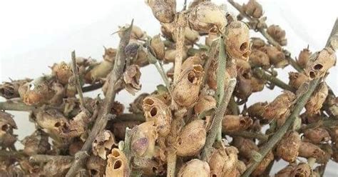 Pohon Zaqqum Yang Menakutkan Makanan Penghuni Neraka ~ Zon Info Terkini