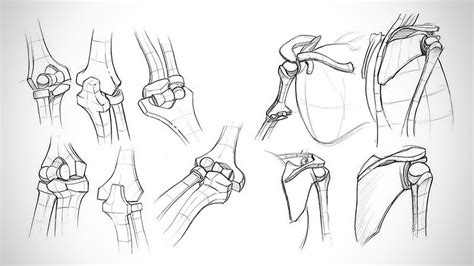 Proko Anatomy Critiques Types Of Joints