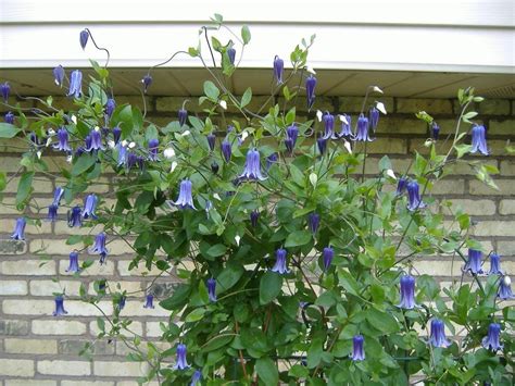 Photo of the entire plant of Clematis 'Roguchi' posted by tveguy3 ...
