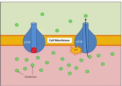 Zinc Finger Nucleases The Past And Future Of In Vivo Aura