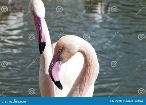 Portrait Of Two Flamingos Stock Image Image Of Summer