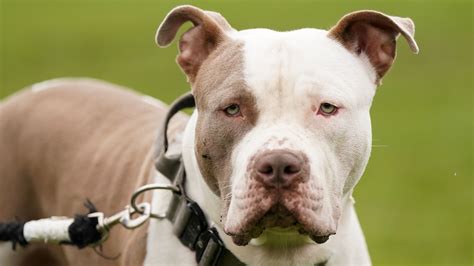 Are Pitbulls Legal In Pa