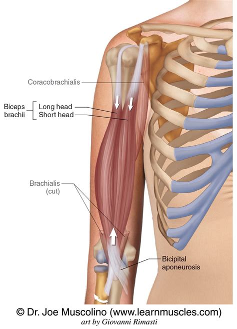Biceps Brachii Learn Muscles