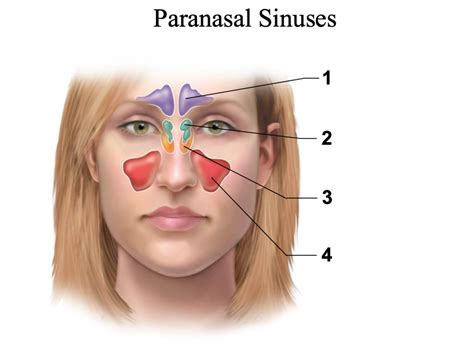 Paranasal Sinuses Diagram Quizlet