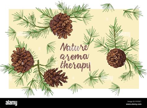 Realistic Botanical Ink Sketch Of Colorful Fir Tree Branches With Pine Cone Isolated On White