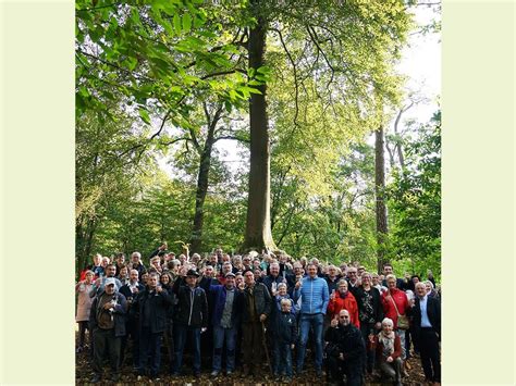 The Our Lady Tree Of Lummen Tree Of The Year