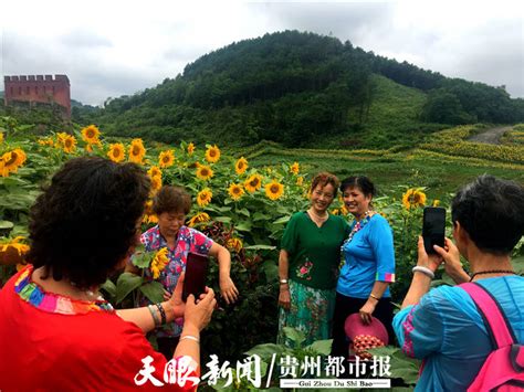 修文千亩葵花基地开园迎客游园