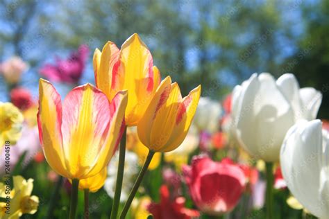 Blumenwiese im Frühling Stock Foto Adobe Stock