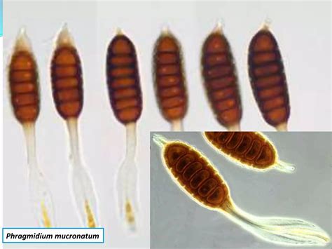Rust Diseases Pptx