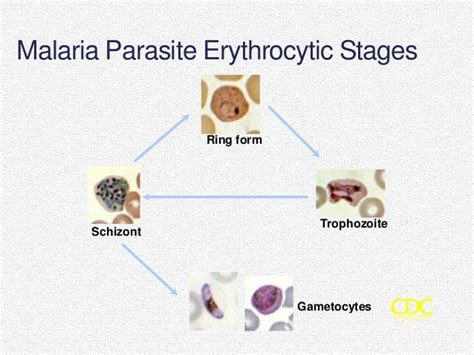 Lab Diagnosis Of Malaria